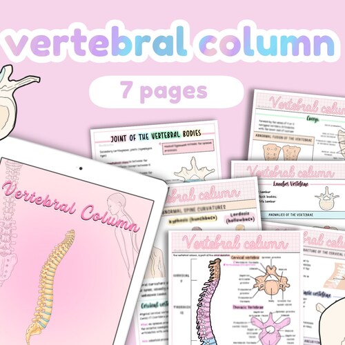 Vertebral Column Anatomy Notes - Etsy