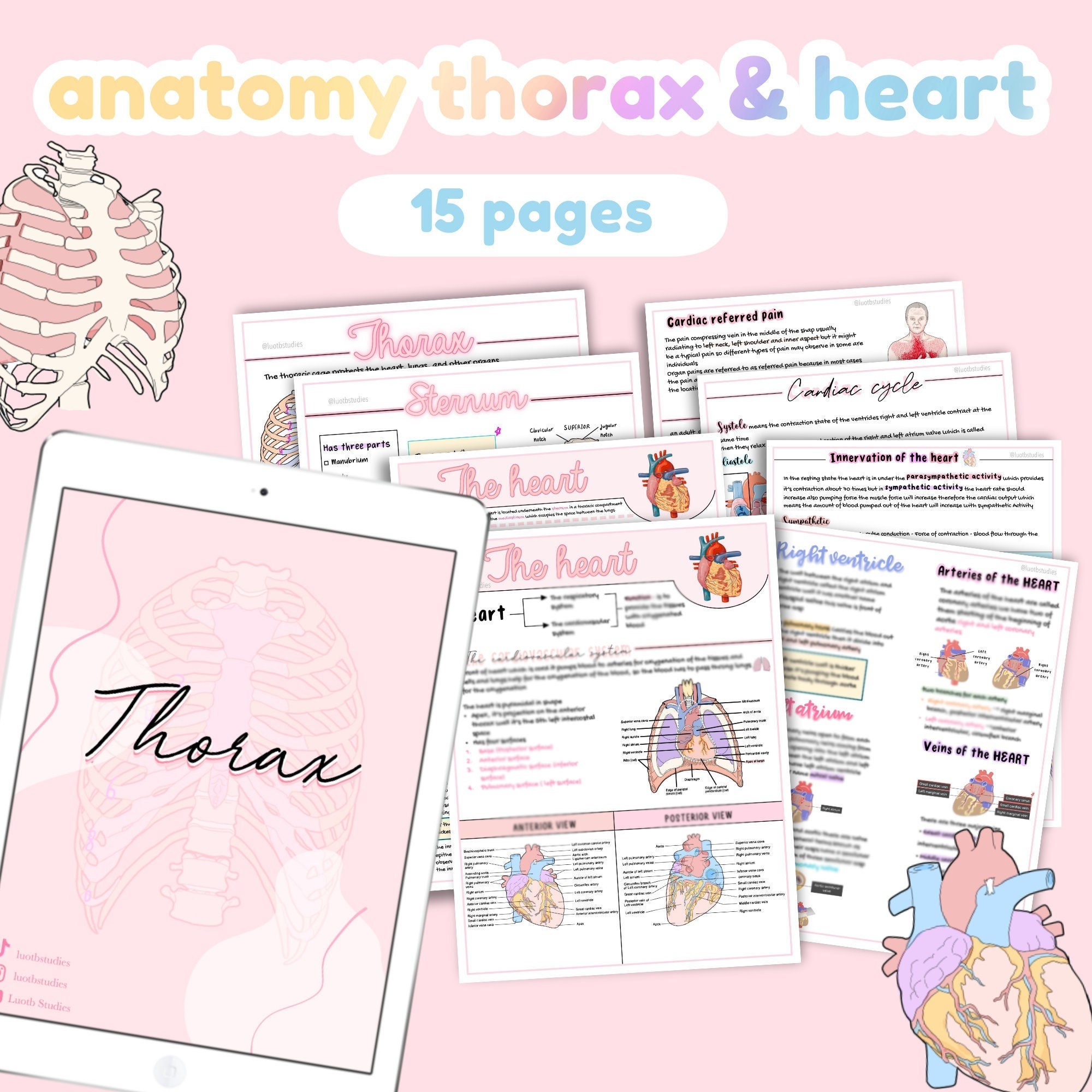 Anatomy Thorax, Heart Notes | Mediastinum, Anatomy Study Notes - Etsy
