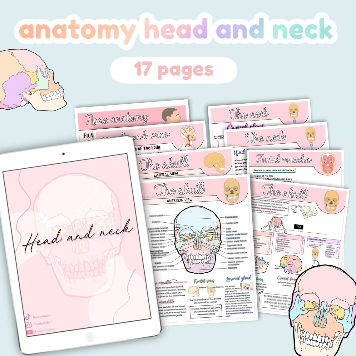 Anatomy Head and Neck Notes, Skull, Muscles of the Neck, Face Muscles ...