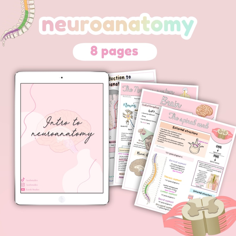 The Nervous System, Neuroanatomy, Intro to Neuroanatomy, Introduction ...