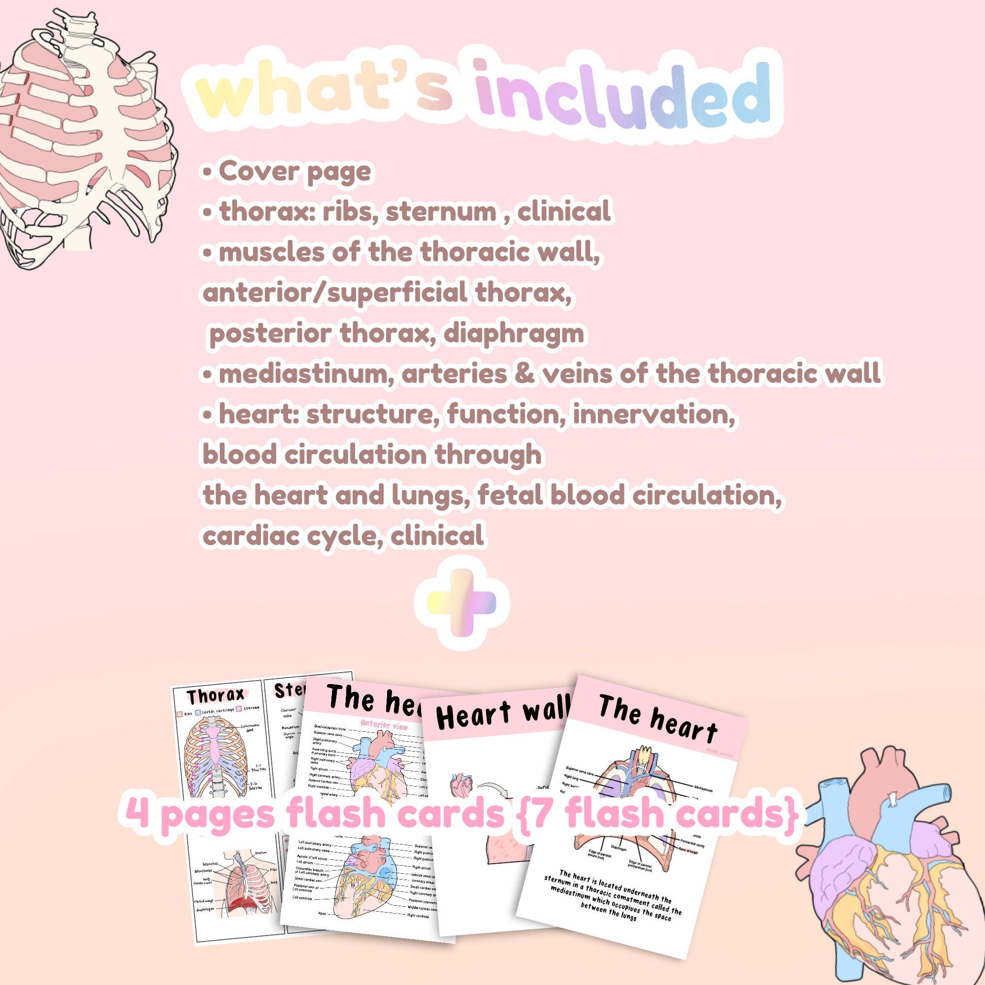 Anatomy Thorax, Heart Notes | Mediastinum, Anatomy Study Notes - Etsy