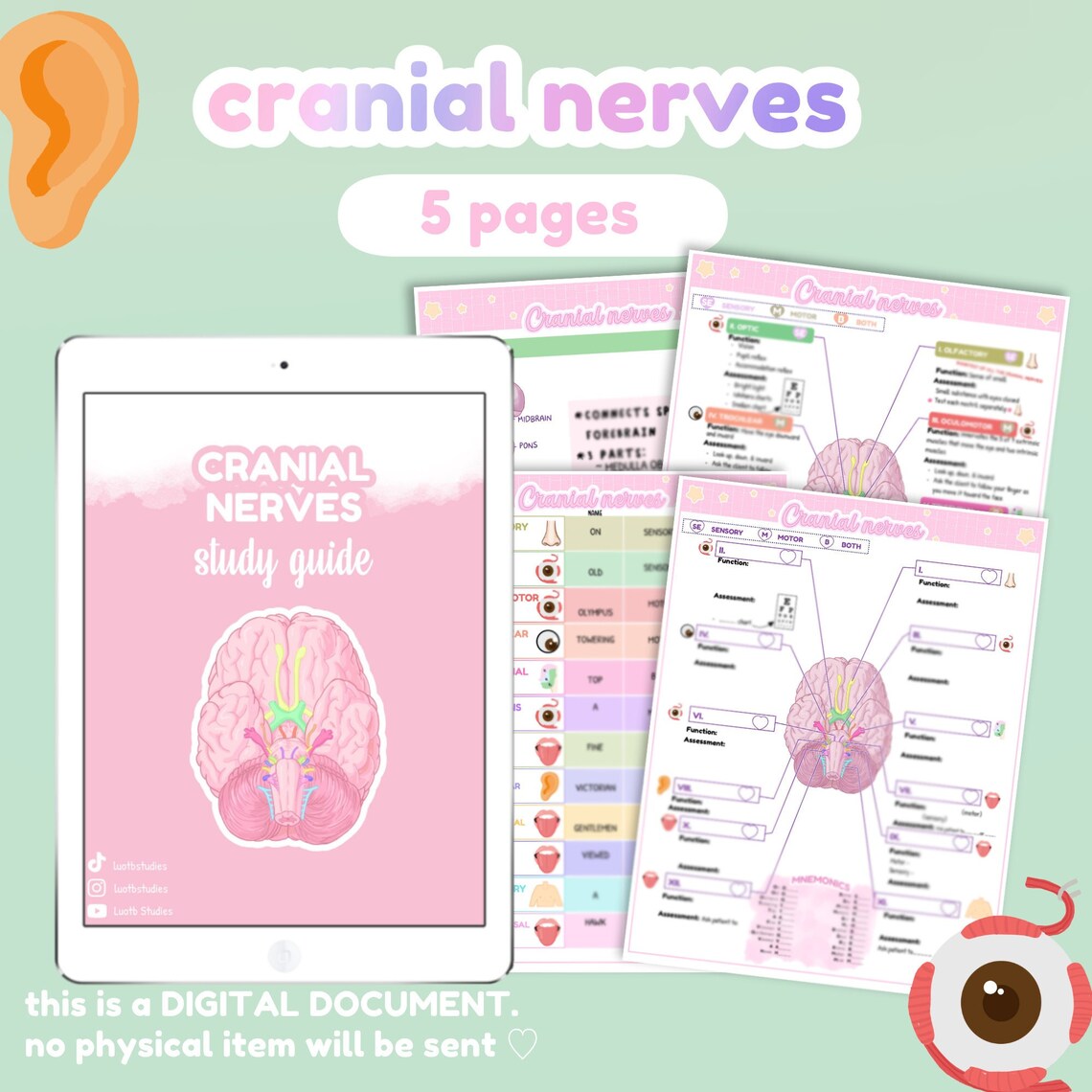 Cranial Nerves Study Guide + Worksheet | 5 Pages | Functions ...