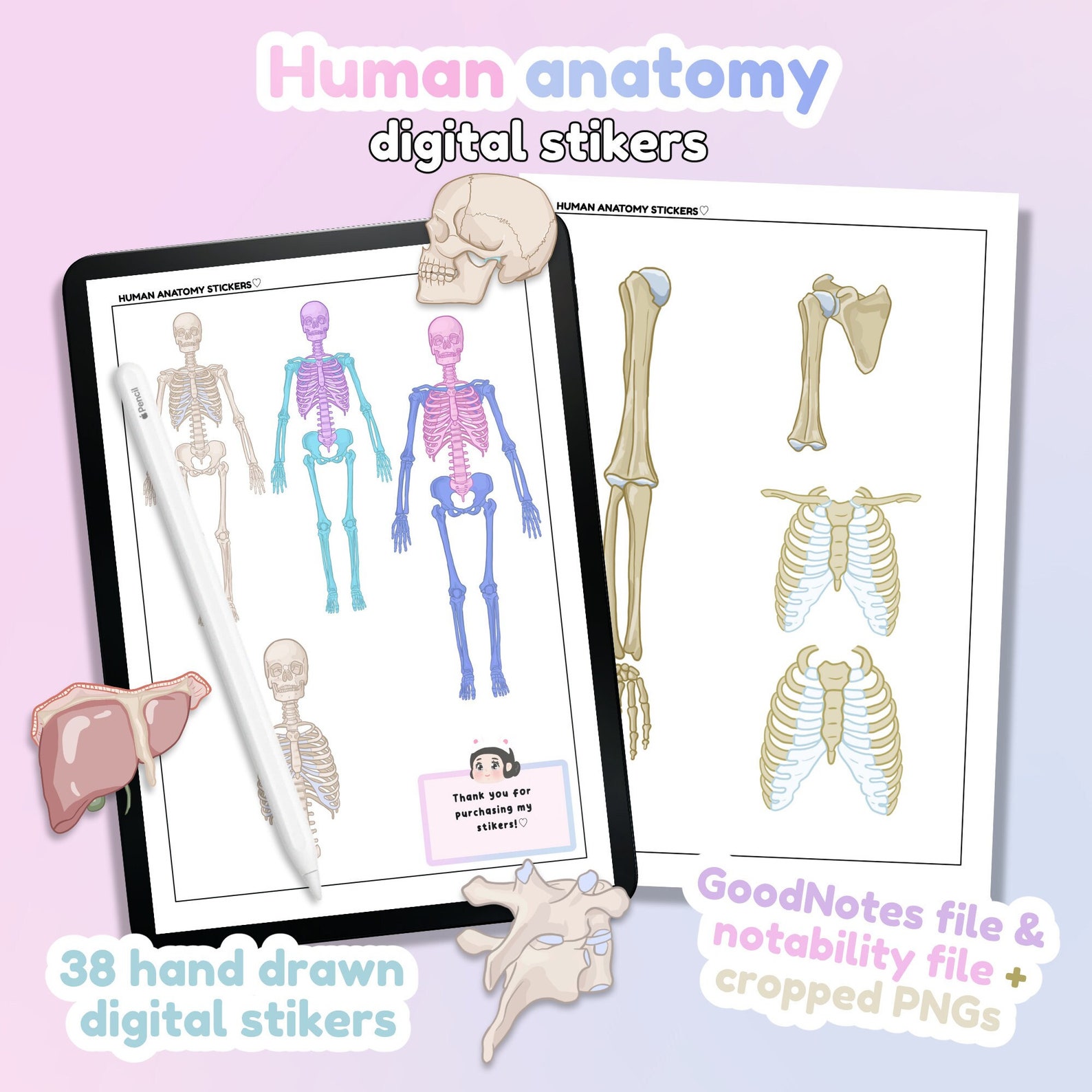 Human Anatomy Digital Stickers | Goodnotes Stickers | Notability ...