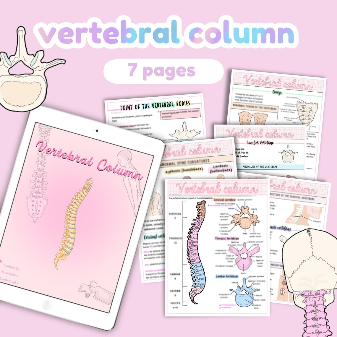Vertebral Column Anatomy Notes - Etsy
