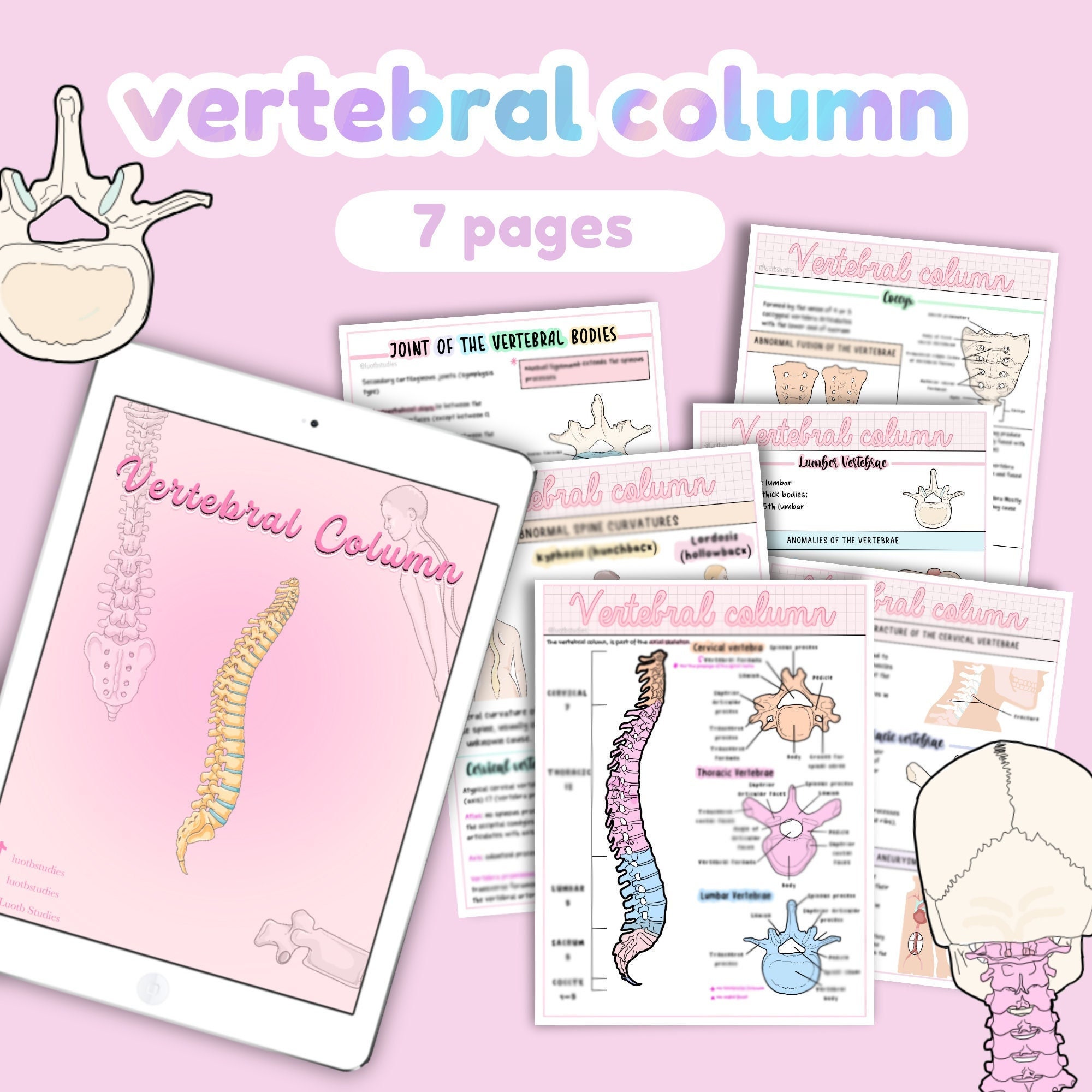 Vertebral Column Anatomy Worksheet