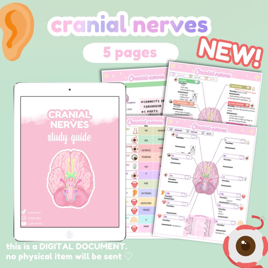Cranial Nerves Study Guide Worksheet 5 Pages Functions Assessment - Etsy