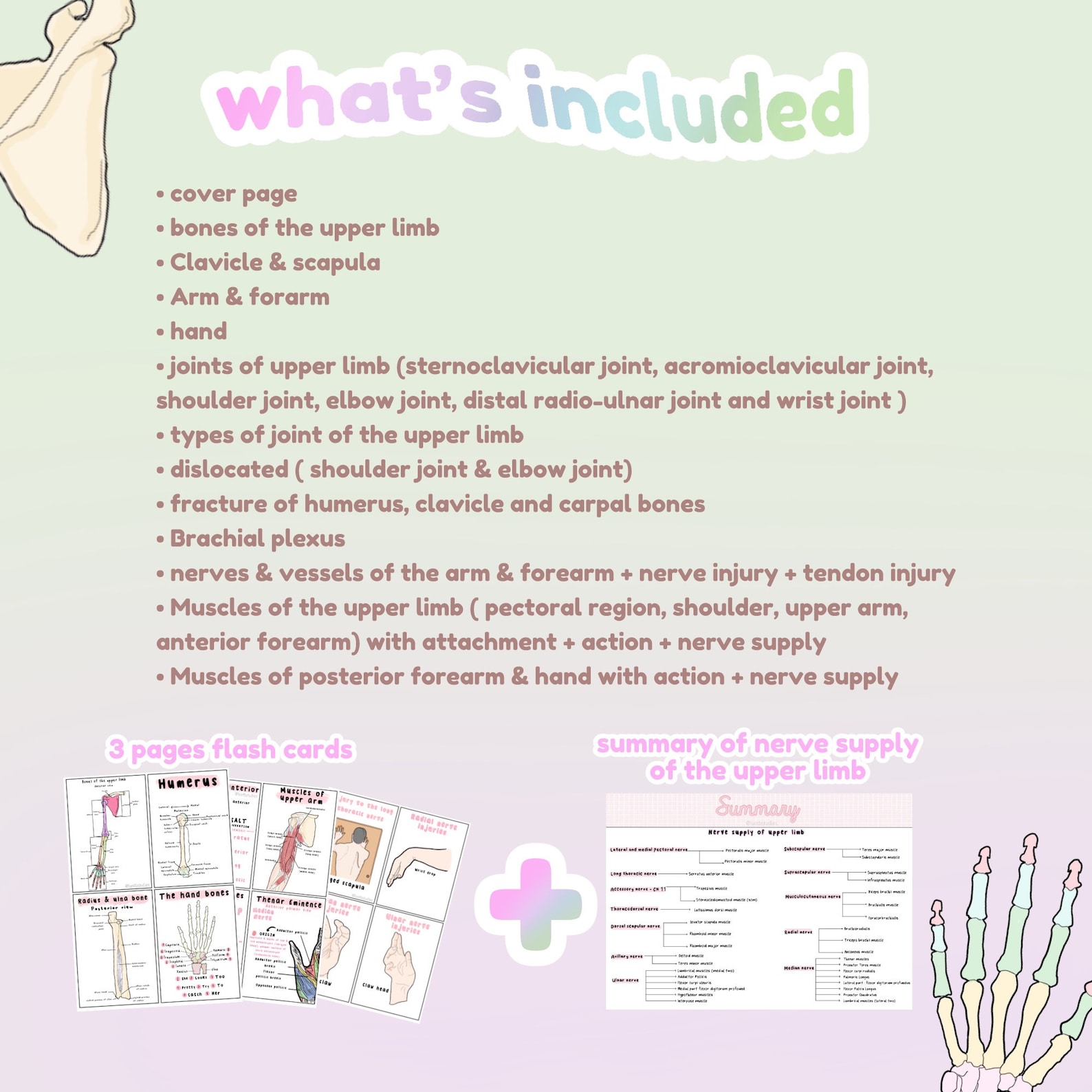 Anatomy Upper Limb, Anatomy Notes, Upper Extremity, Study Guides, Study ...