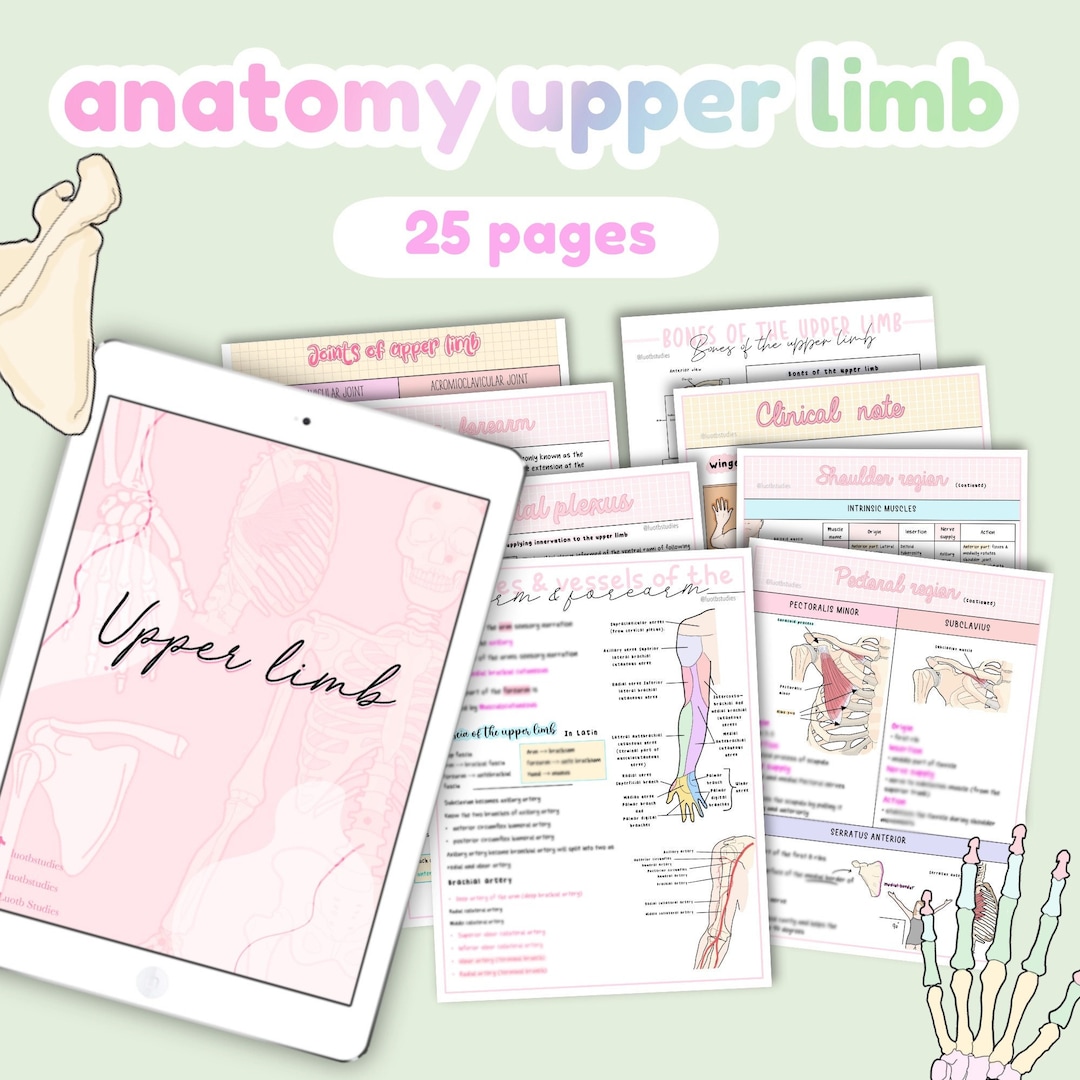 Anatomy Upper Limb, Anatomy Notes, Upper Extremity, Study Guides, Study ...