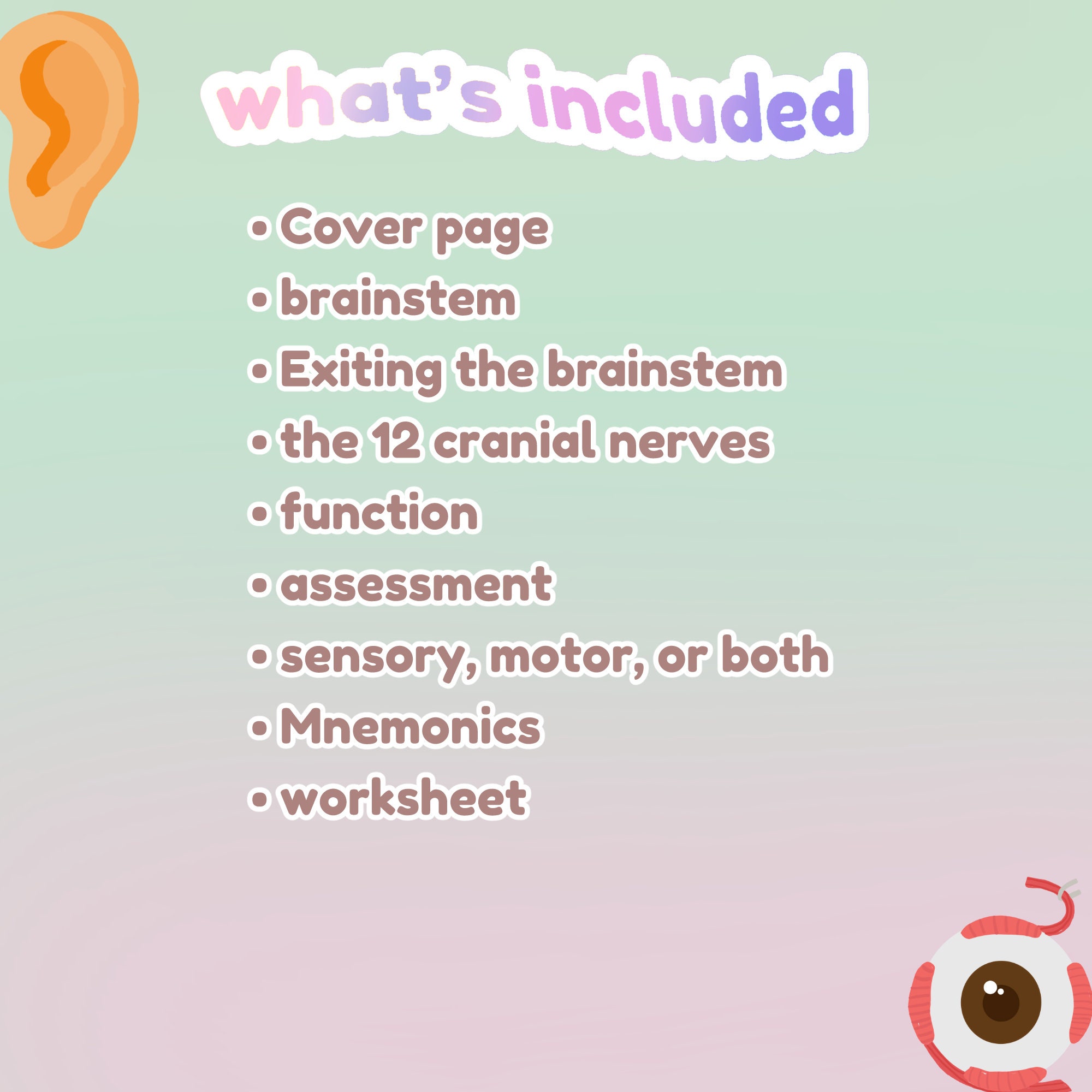 Cranial Nerves Study Guide + Worksheet | 5 Pages | Functions ...