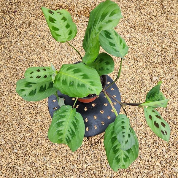 Rabbit Foot Prayer - Etsy