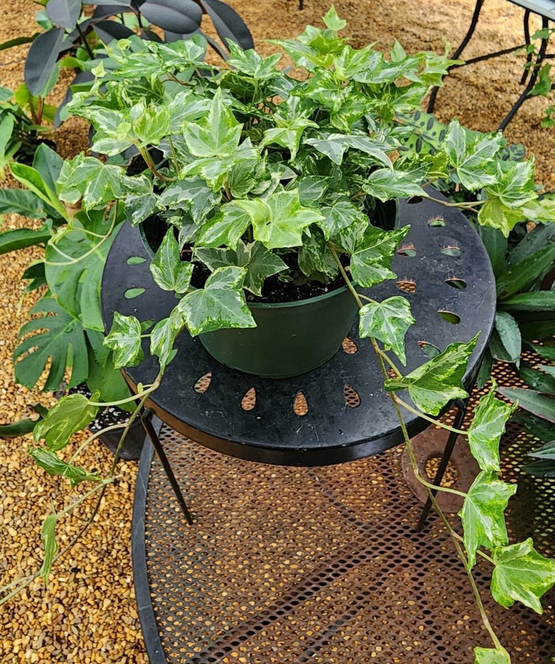 Hedera Helix Kolibri or English Ivy Kolibre in a 6-inch Pot - Etsy