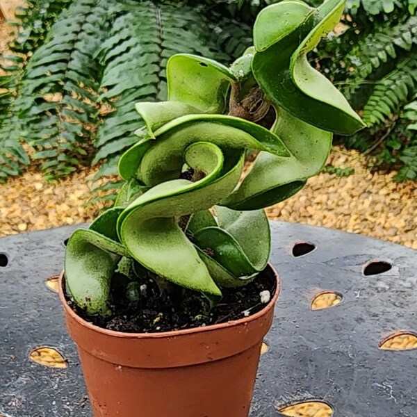 Hindu Rope Plant - Etsy