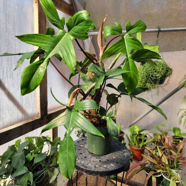 Philodendron Squamiferum - Etsy