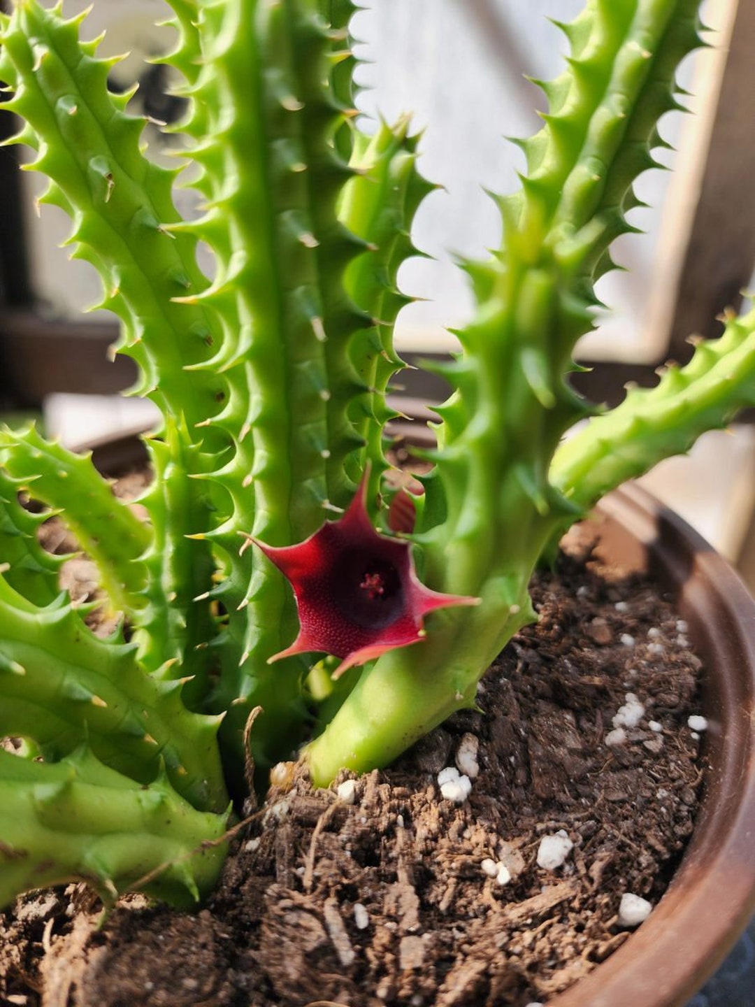 Red Dragon Flower Huernia Schneideriana In A 4 Inch Pot Etsy