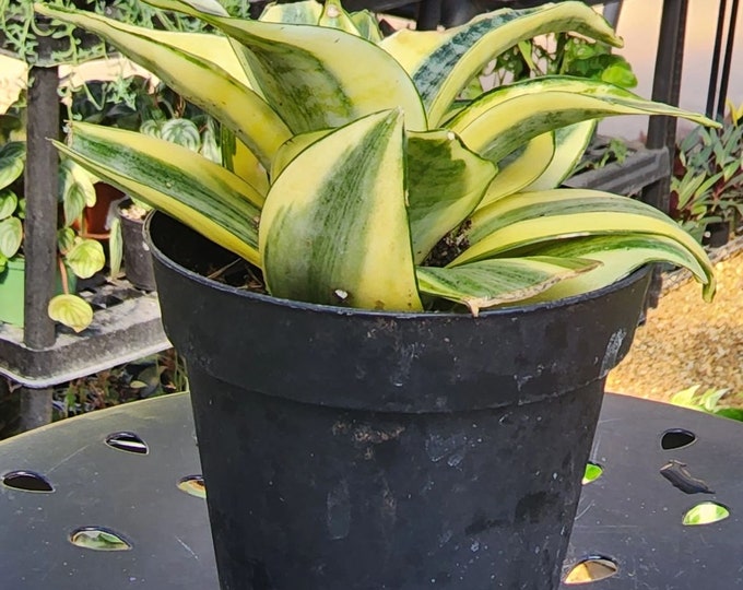 Sansevieria Trifasciata Golden Hahnii Birds Nest Snake Plant in 4-inch ...