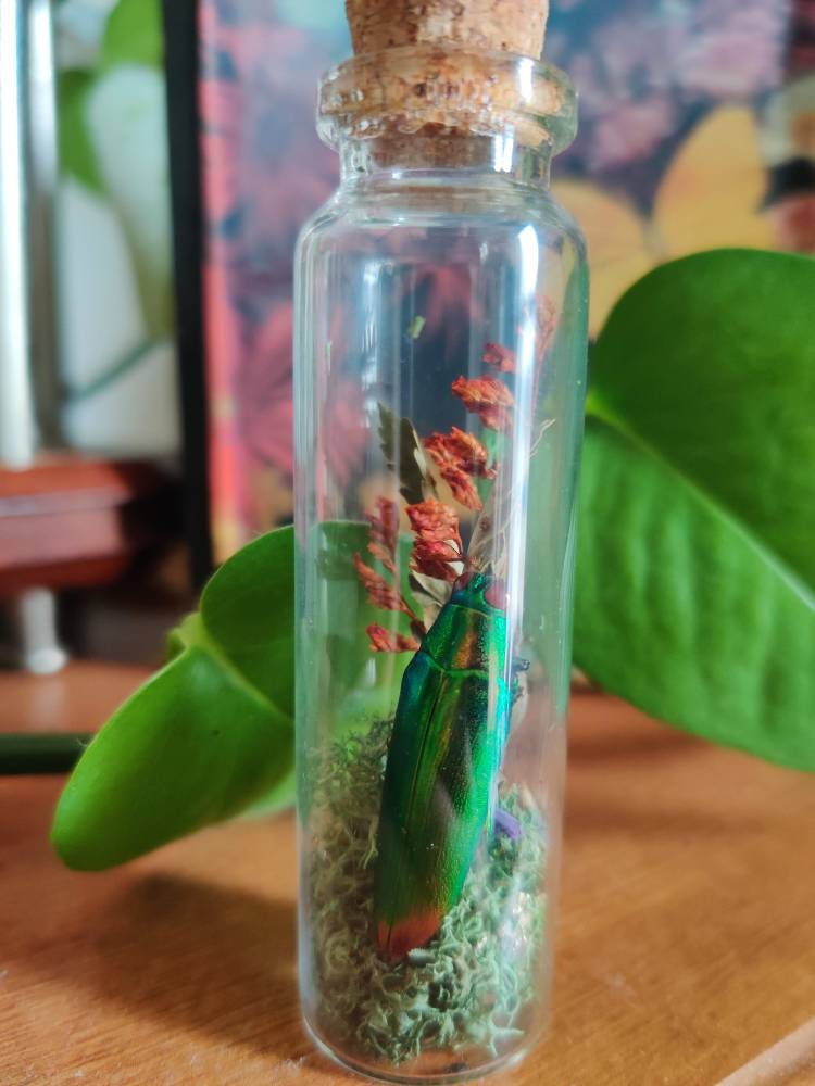 Insect Terrarium Jars - Etsy