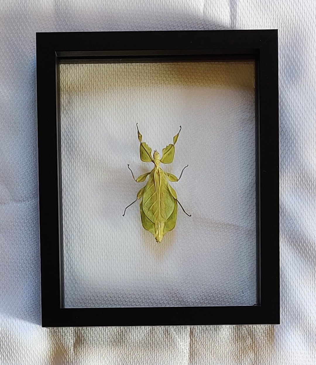 Leaf Insect (phyllium Celebicum) Framed Specimen - Etsy