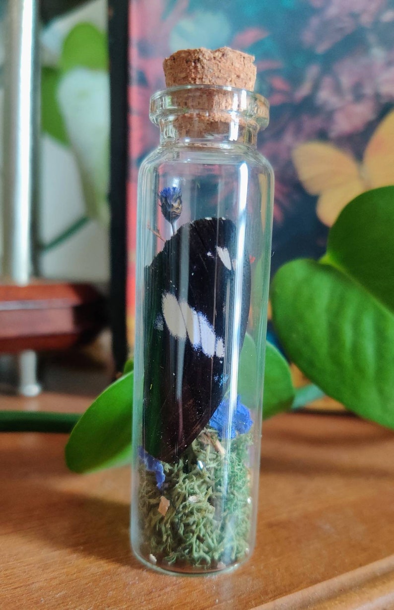 Insect Terrarium Jars - Etsy