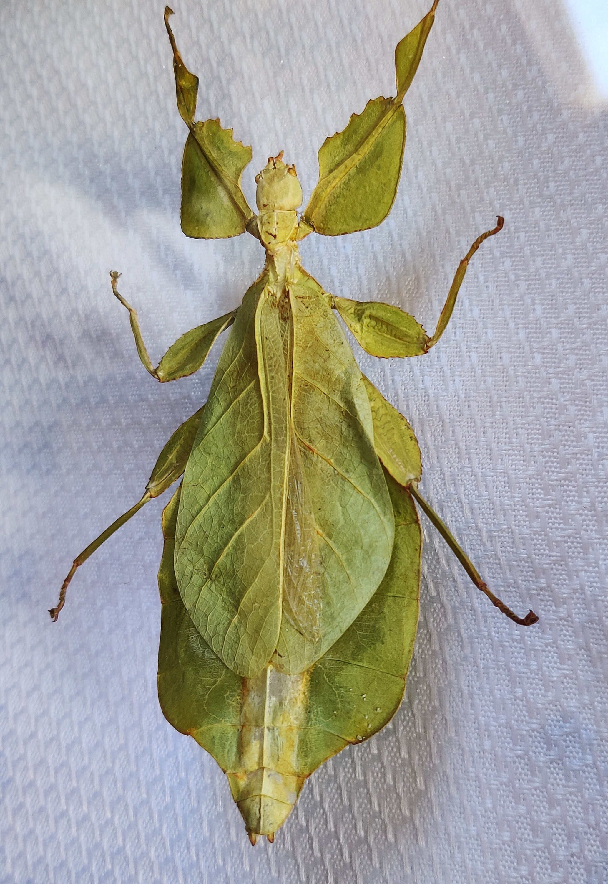 Leaf Insect (phyllium Celebicum) Framed Specimen - Etsy