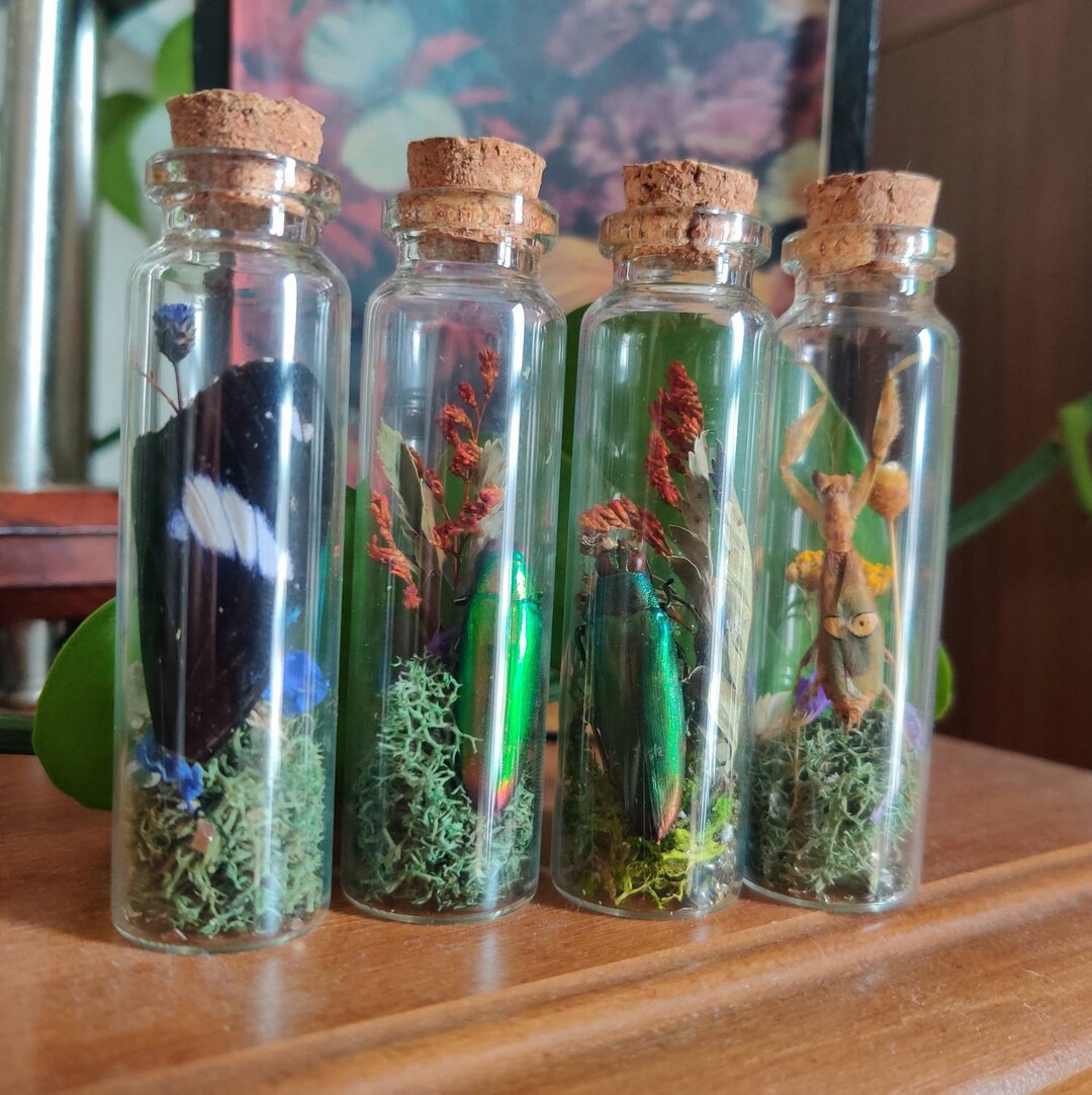 Insect Terrarium Jars - Etsy