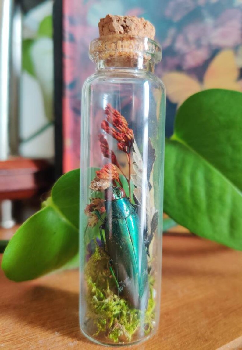 Insect Terrarium Jars - Etsy