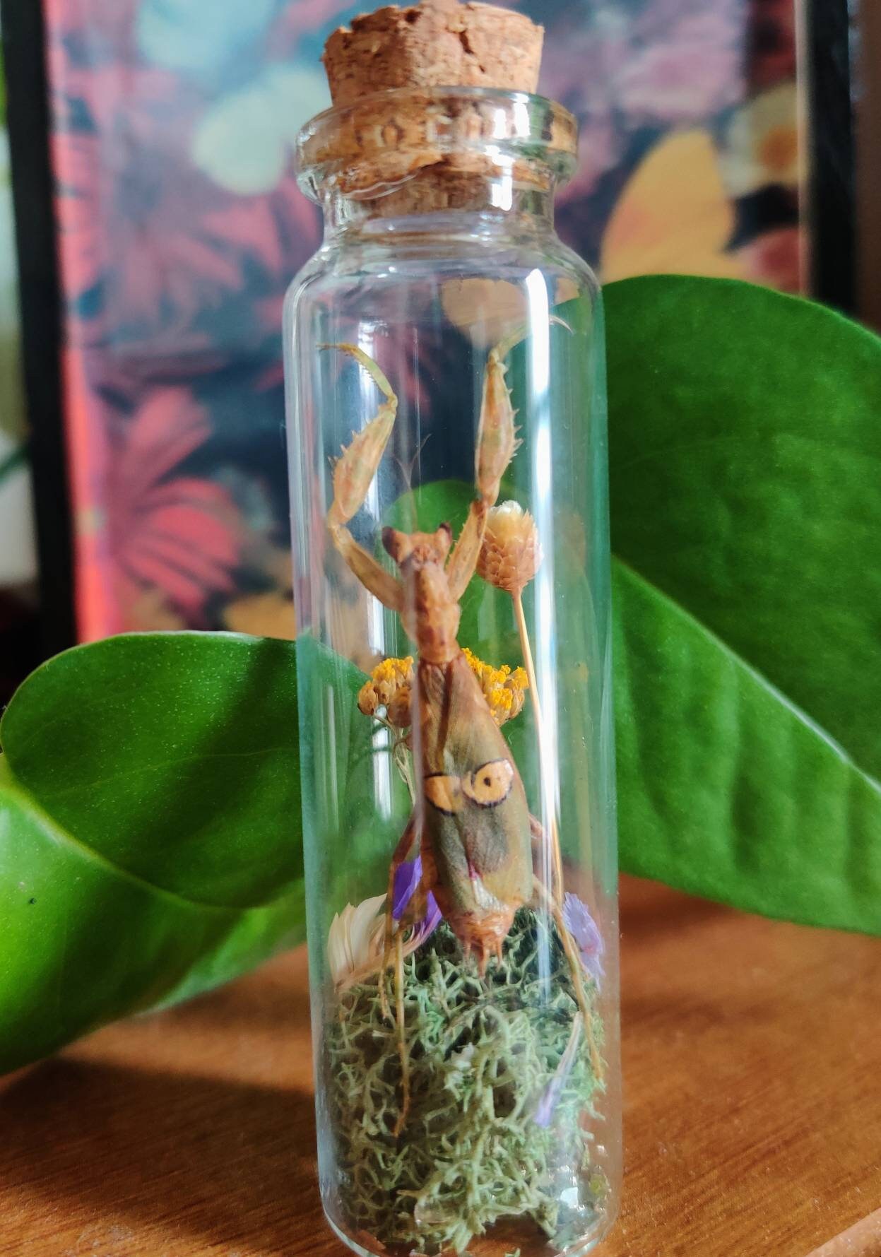 Insect Terrarium Jars - Etsy