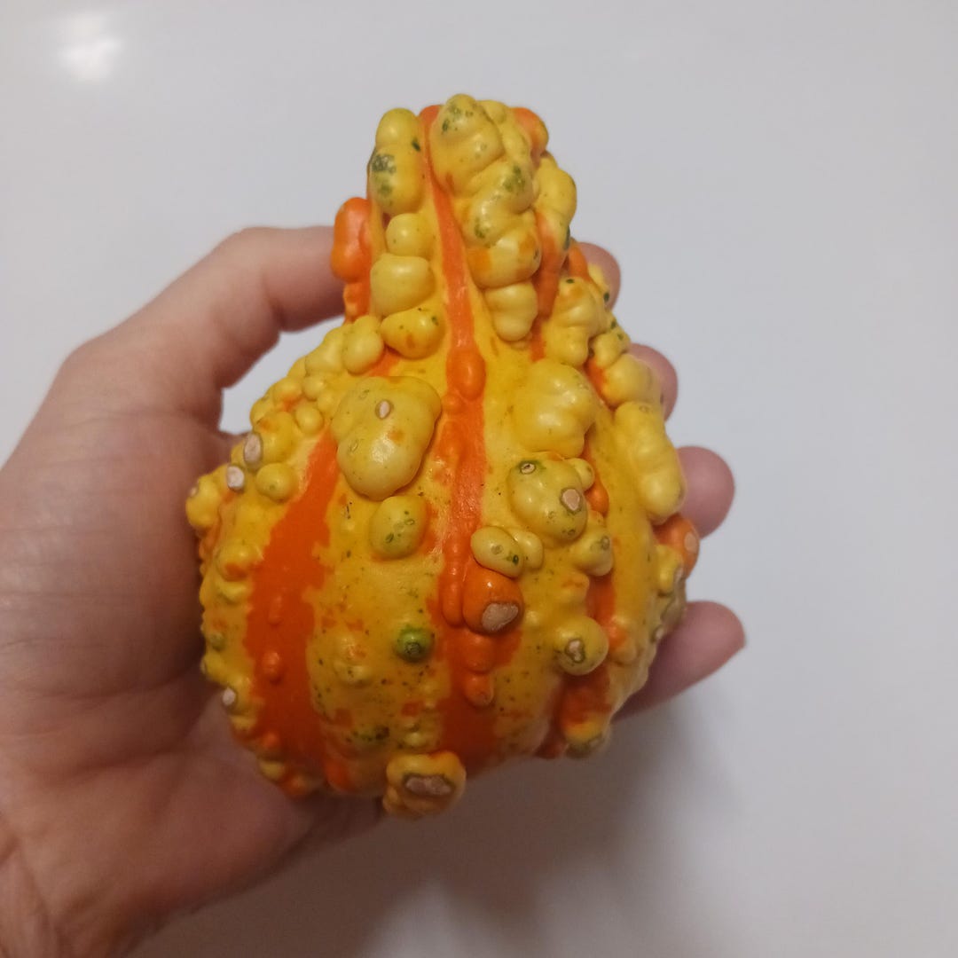 Rare Bumpy Warts Mini Orange and Yellow Striped Pumpkin Gourd Seeds ...