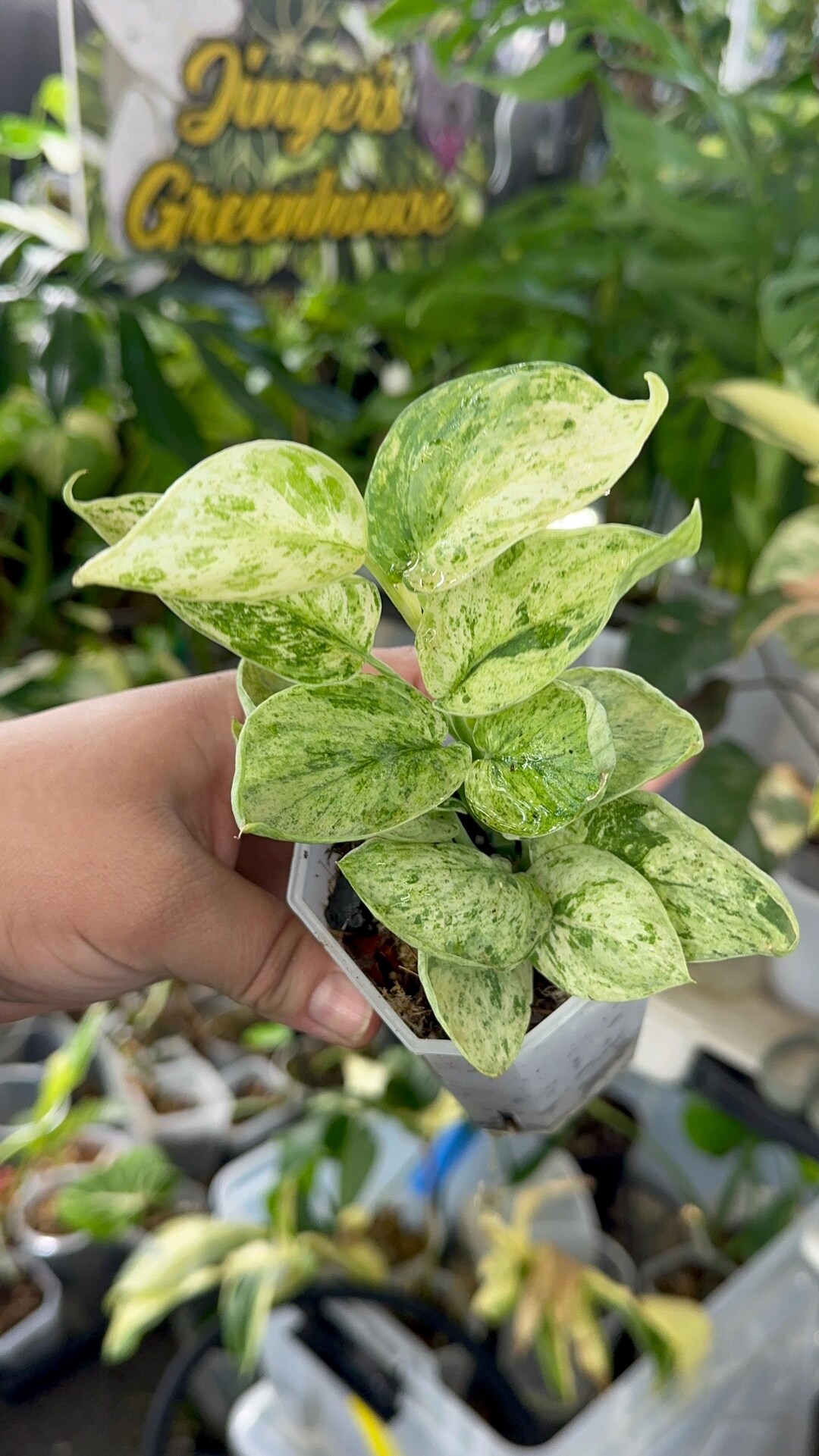 Scindapsus Marble Queen - Etsy