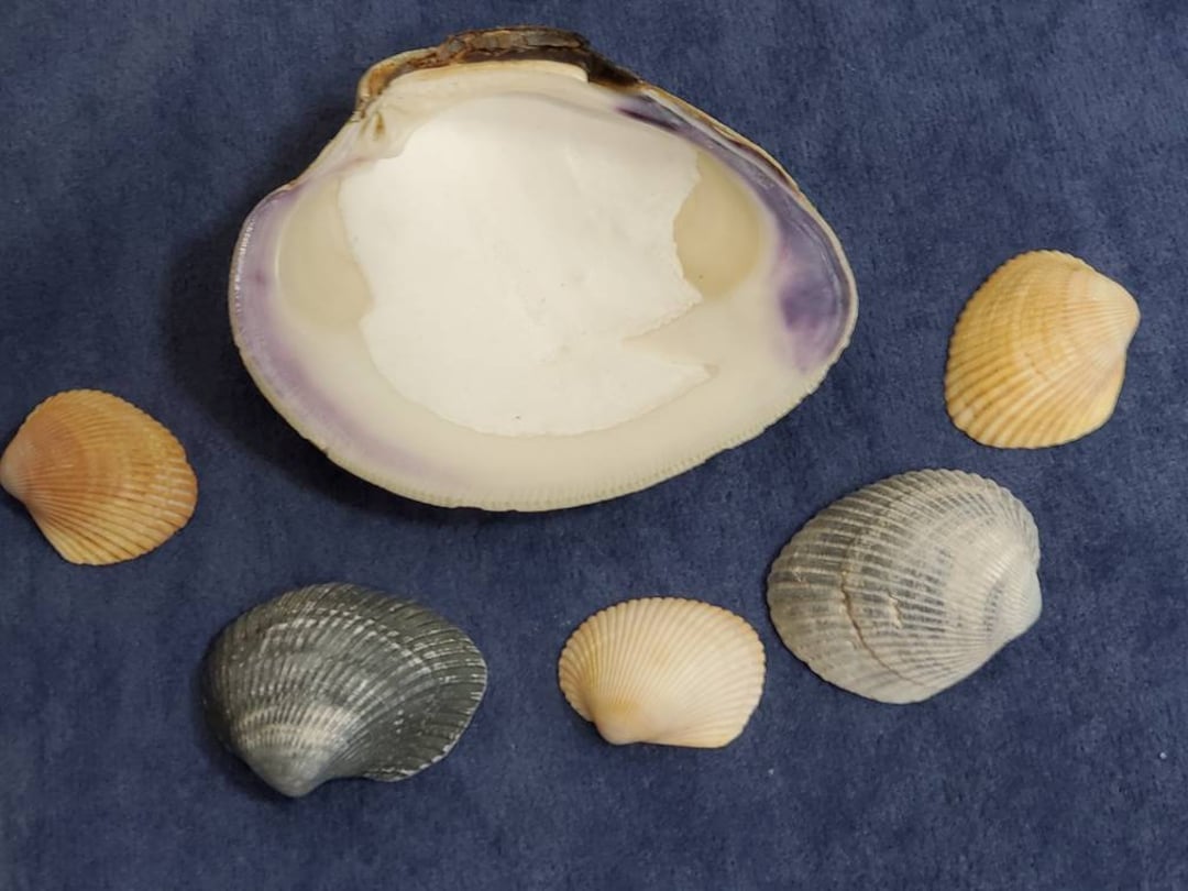 Clam Shell Seashell for Burning Incense Incense Burner - Etsy