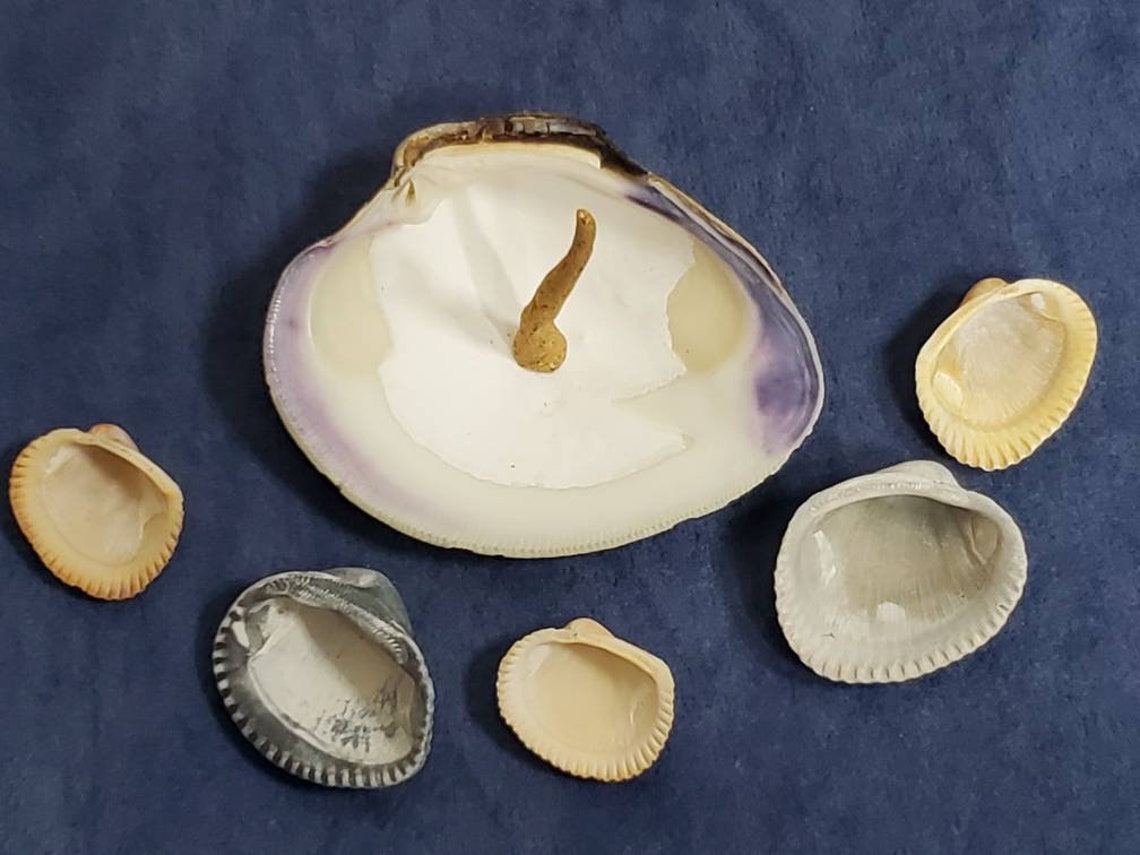 Clam Shell Seashell for Burning Incense Incense Burner - Etsy