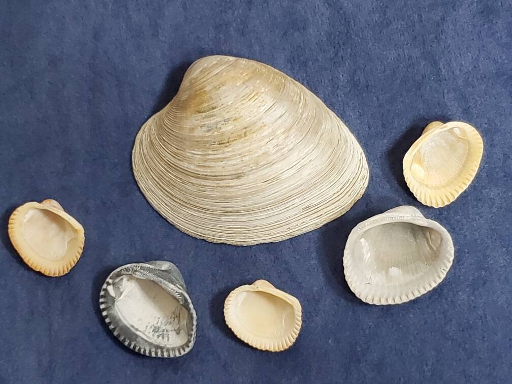 Clam Shell Seashell for Burning Incense Incense Burner - Etsy