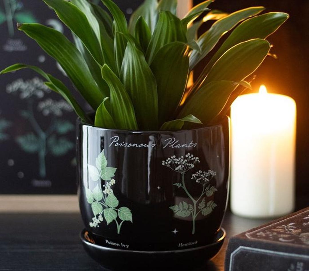 Poisonous Plants Plant Pot Witch Decor Black Ceramic Pagan Gothic Gift ...