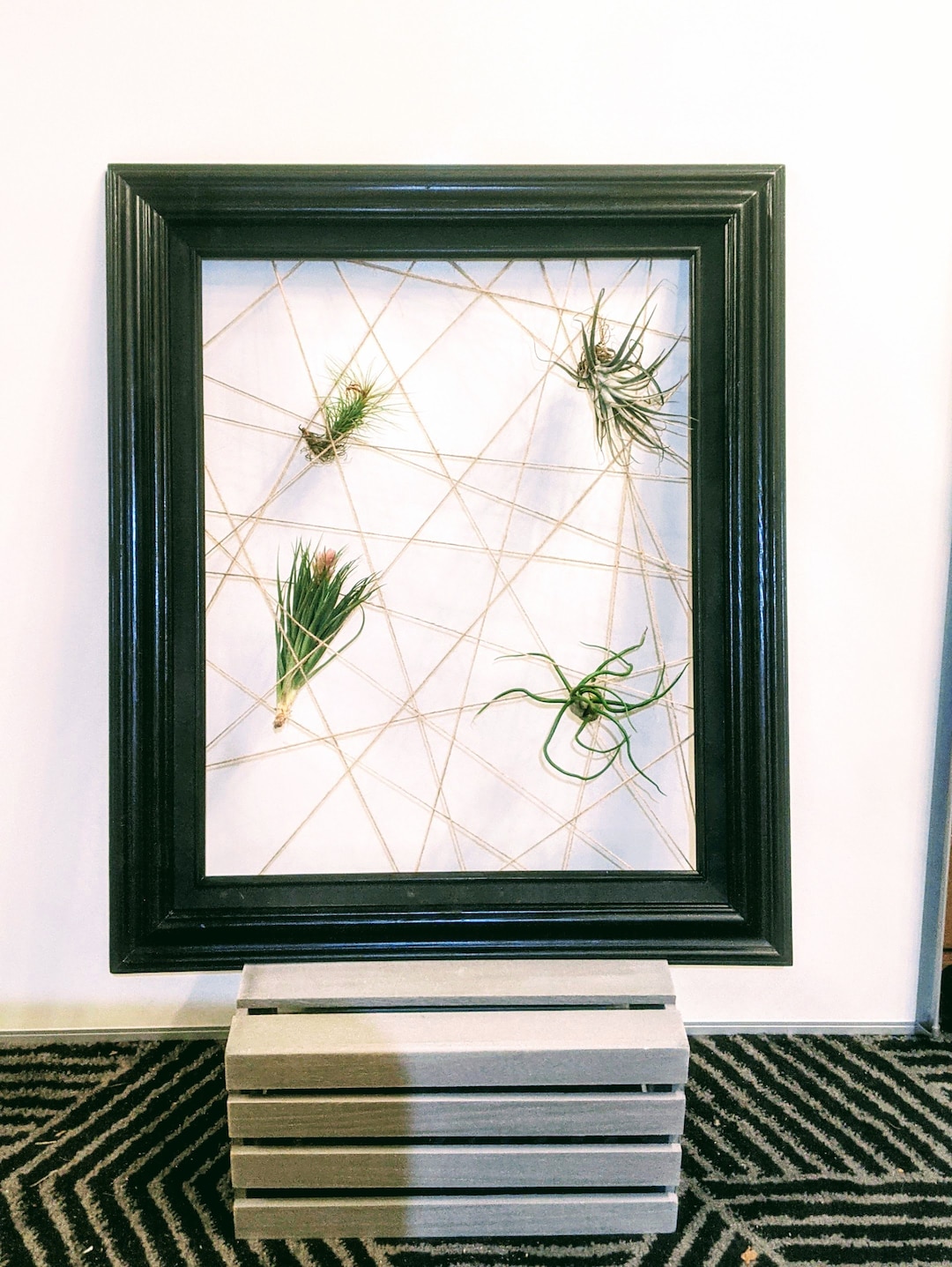 Wall Mounted Air Plant Display 8"x10" (small) - Etsy