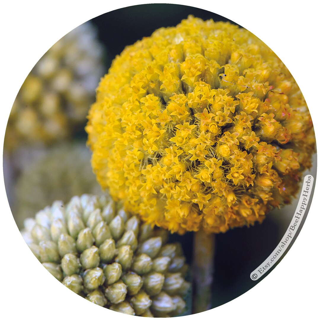 CRASPEDIA | ORGANIC Seeds Pycnosorus Globosus | Drumstick Flower ...