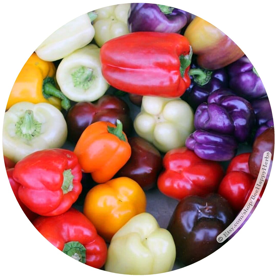 PEPPER Rainbow Sweet Mix | ORGANIC Seeds Capsicum Annuum | Rare Unique ...