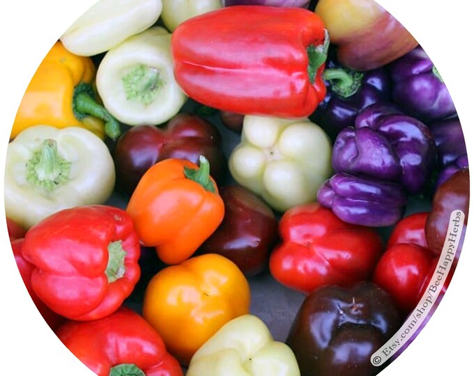 PEPPER Rainbow Sweet Mix ORGANIC Seeds Capsicum Annuum Rare Unique ...