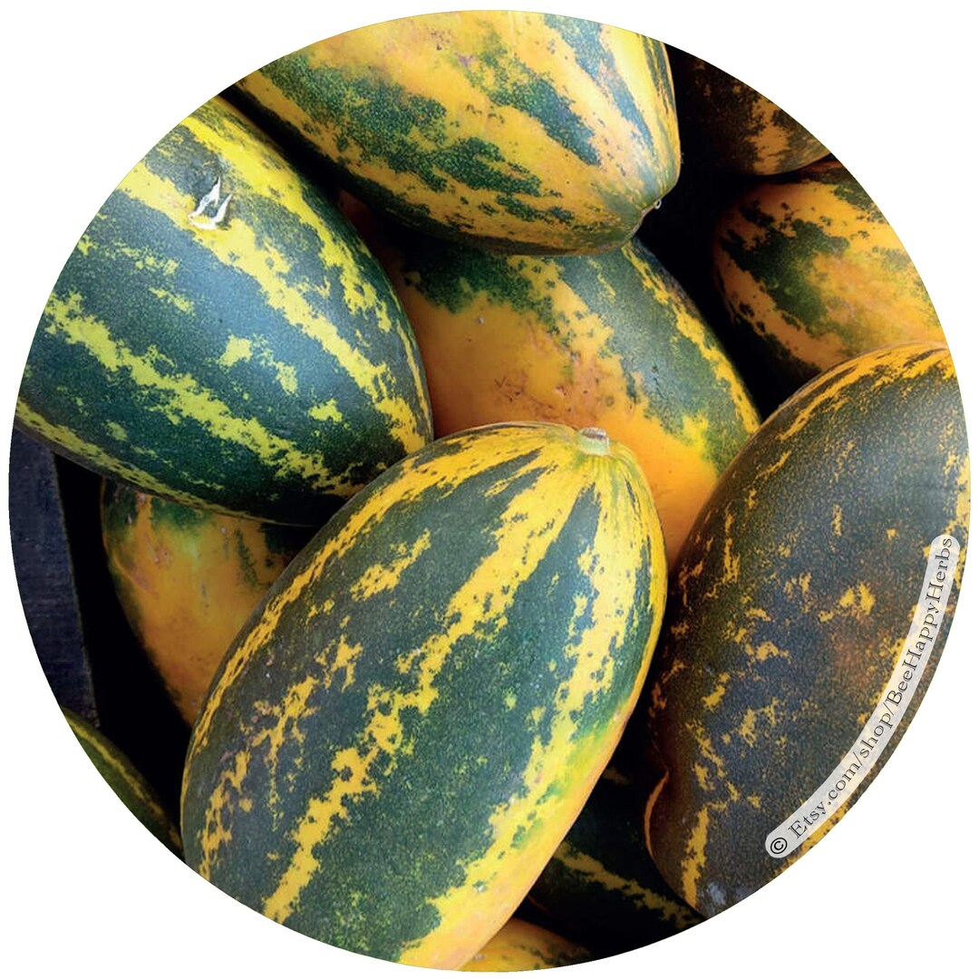 Sambar Cucumber Seeds | Organic Heirloom, Non-gmo | Aka Madras ...