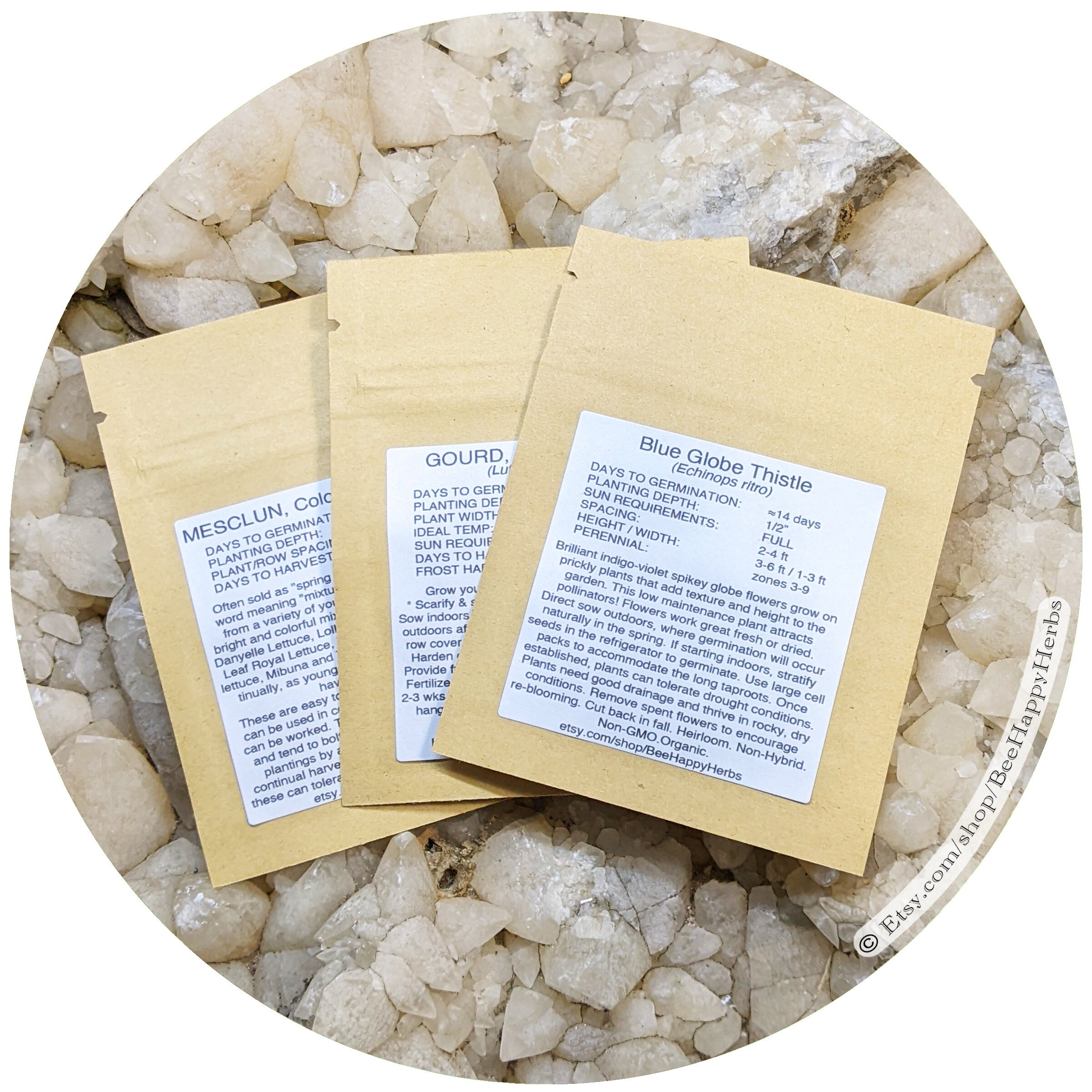 CRASPEDIA ORGANIC Seeds Pycnosorus Globosus Drumstick | Etsy