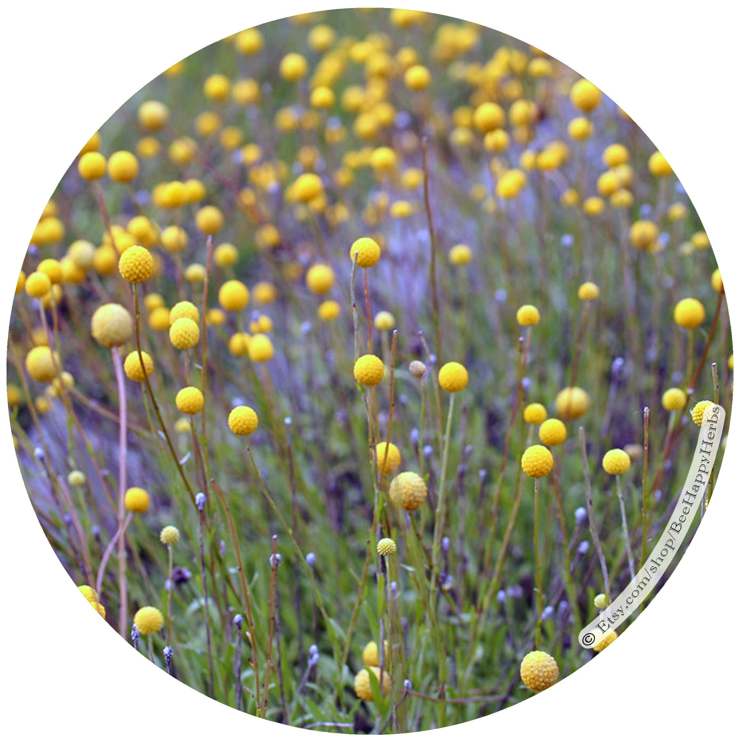 CRASPEDIA ORGANIC Seeds Pycnosorus Globosus Drumstick | Etsy