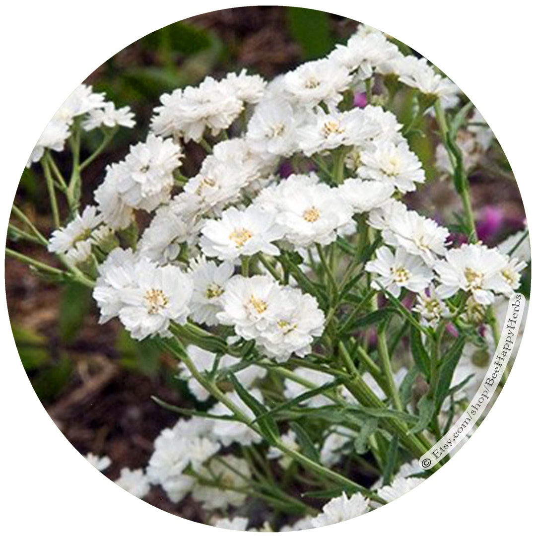 YARROW Double Diamond Pearl | ORGANIC (achillea Ptarmica) Seeds ...