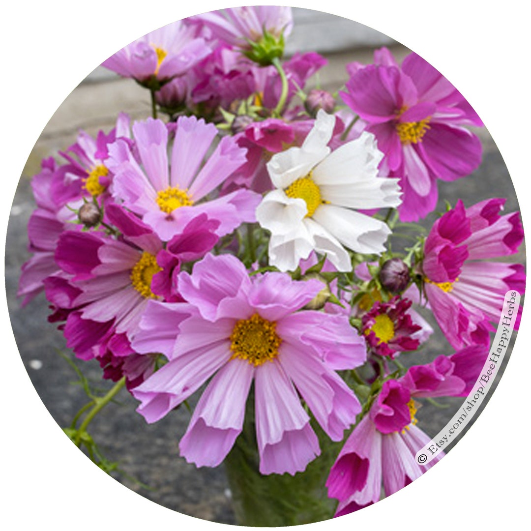 COSMOS Seashell Mix | ORGANIC Cosmos Bipinnatus Seeds | Pollinator ...