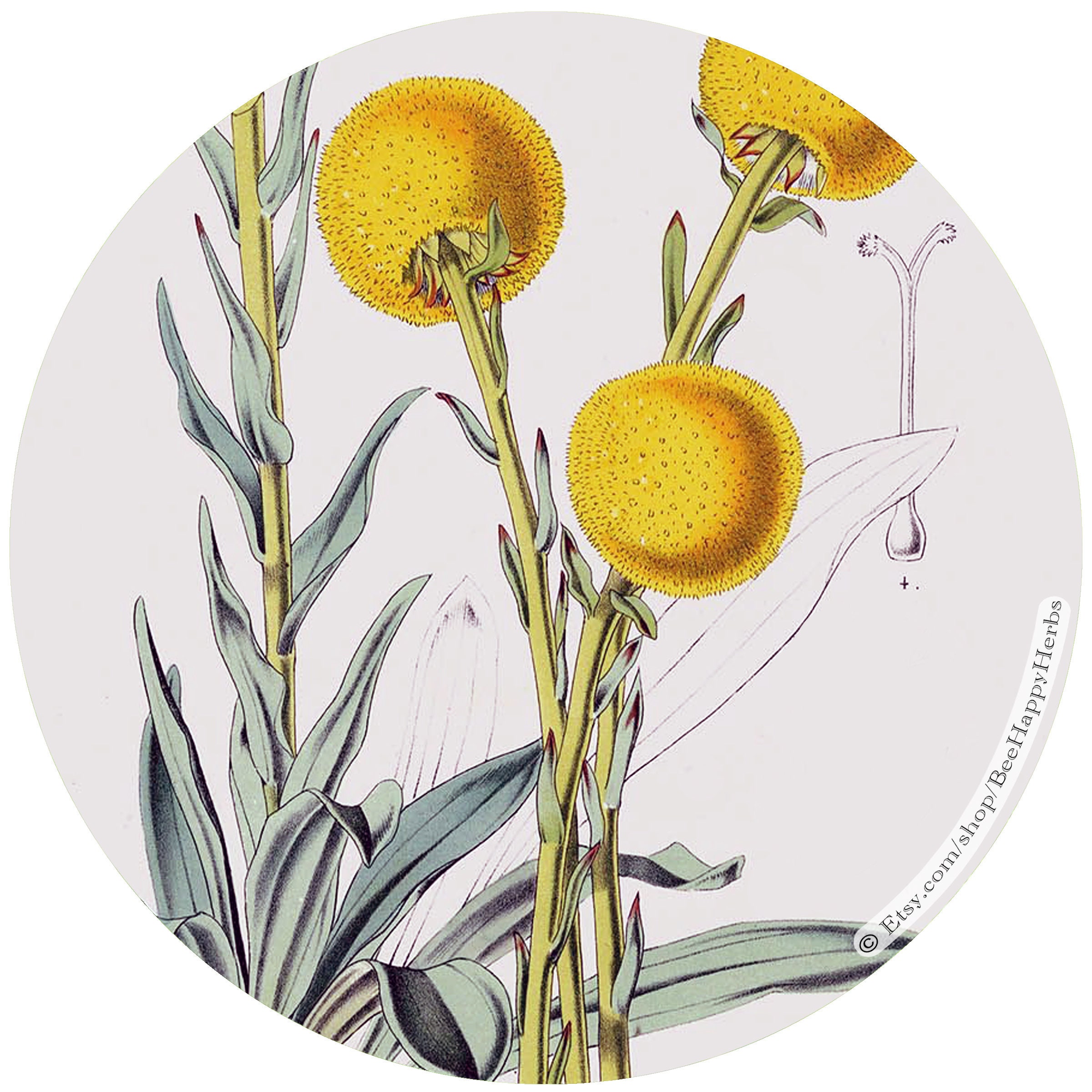 CRASPEDIA ORGANIC Seeds Pycnosorus Globosus Drumstick | Etsy