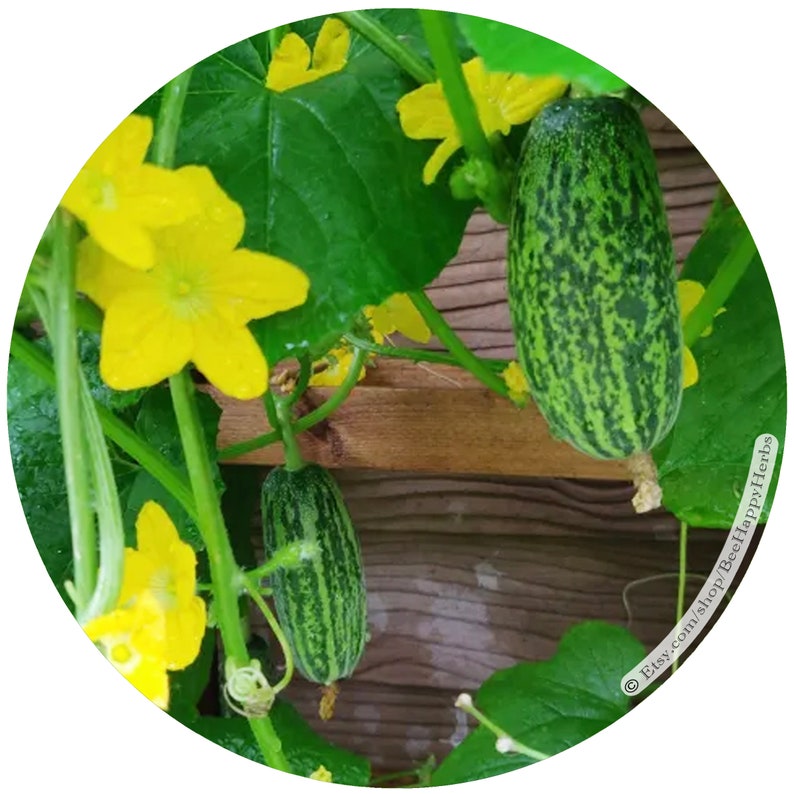 Sambar Cucumber Seeds | Organic Heirloom, Non-gmo | Aka Madras ...