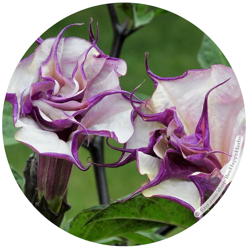 Devils Trumpet - Etsy