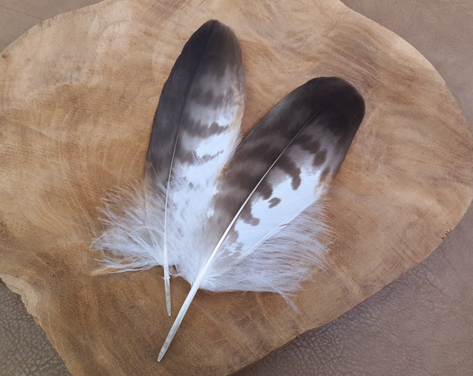 2PCS Raptor Bird Hawk Feather Pack Cruelty Free Ethically Sourced From ...