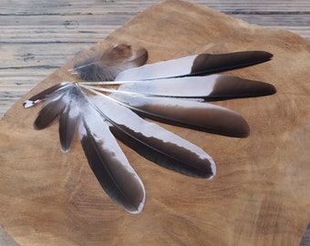 WildWondersHomeDeco - Etsy