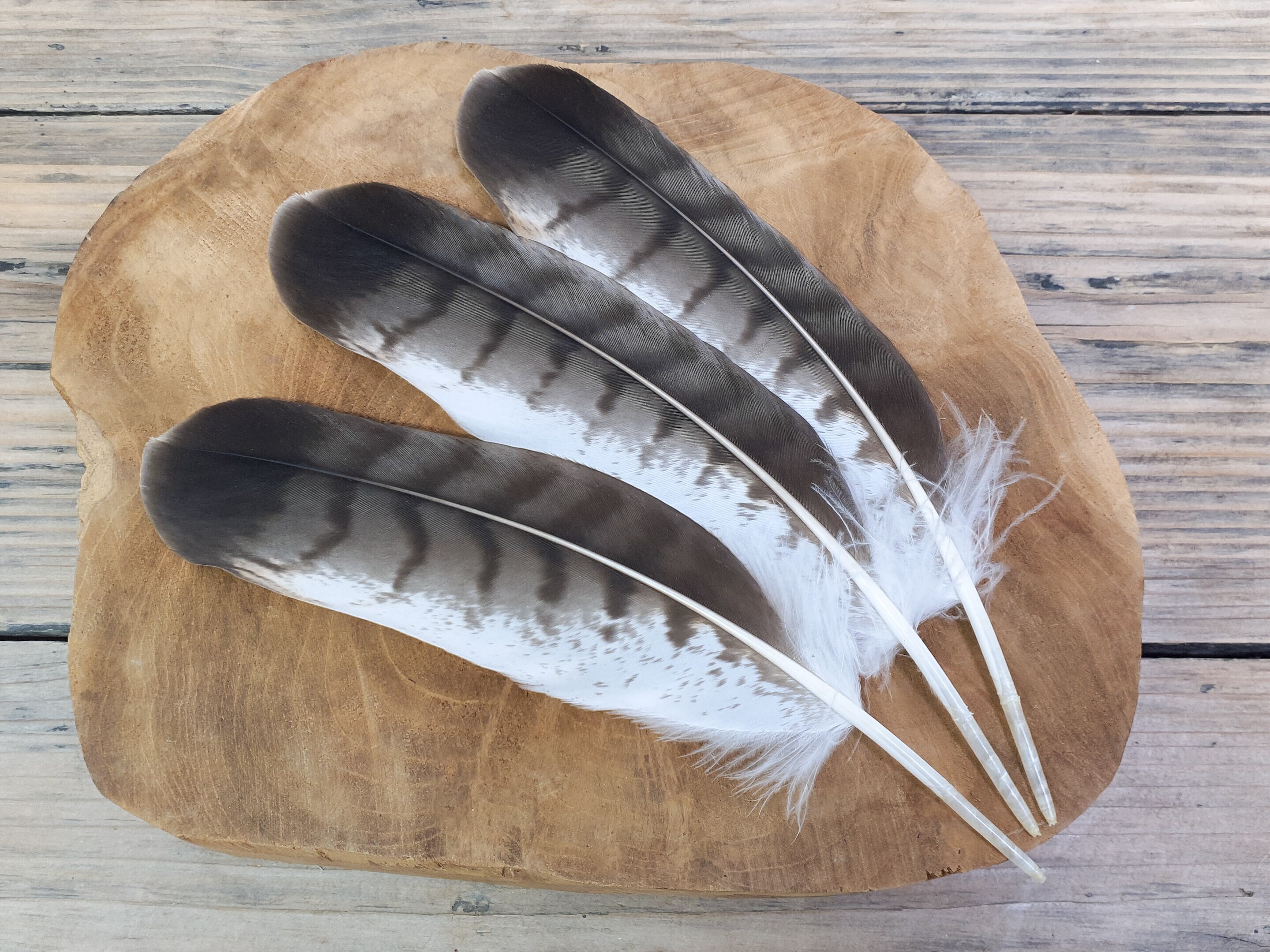 Raptor Bird Hawk Feathers Cruelty Free Ethically Sourced From Natural ...