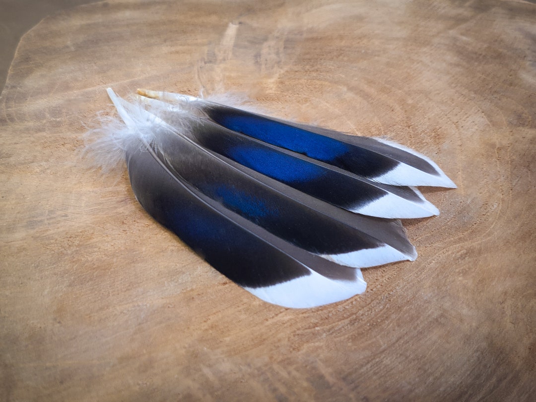Duck Wing Feathers, Mallard Natural Colors Ethically Sourced - Etsy