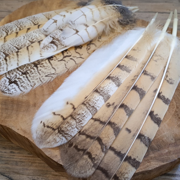 Owl Feathers - Etsy
