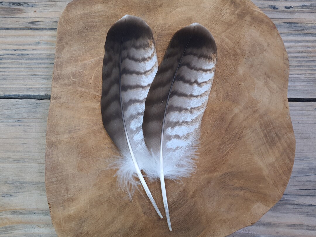 2PCS Raptor Bird Hawk Feather Pack Cruelty Free Ethically Sourced From ...
